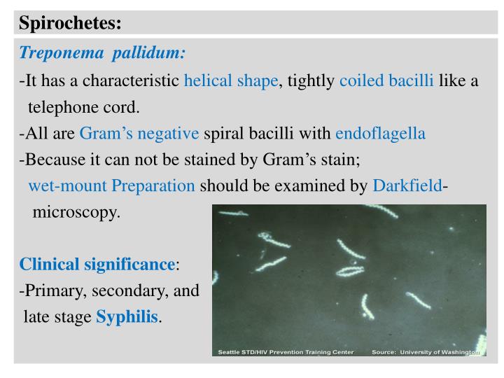 PPT - Pyogenic Cocci : The Gram’s positive Cocci : 1- Staphylococci : 2 ...