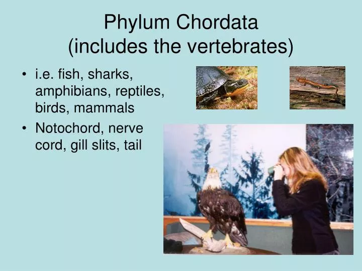 PPT - Phylum Chordata (includes the vertebrates) PowerPoint ...