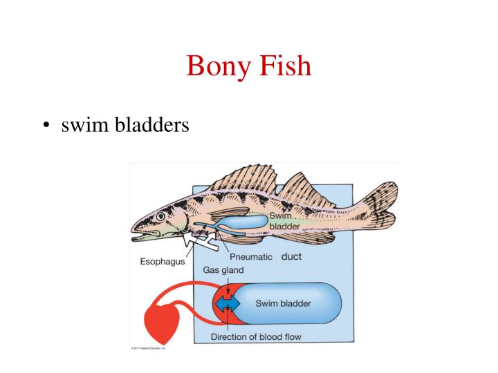 PPT - Nekton PowerPoint Presentation - ID:1444496