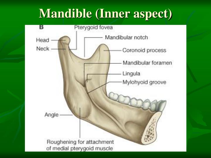 PPT - Temporomandibular joint and Muscles of Mastication Dr. Sama ul ...