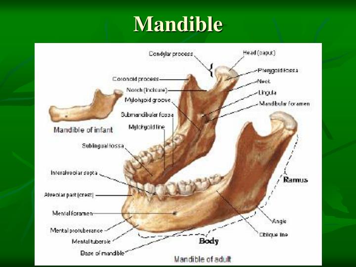 PPT - Temporomandibular joint and Muscles of Mastication Dr. Sama ul ...