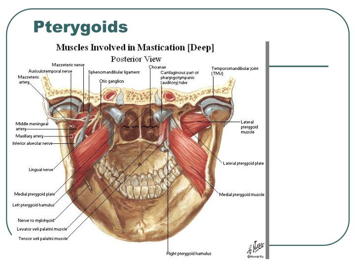 PPT - Temporomandibular joint and Muscles of Mastication Dr. Sama ul ...