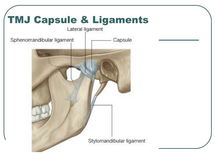 PPT - Temporomandibular joint and Muscles of Mastication Dr. Sama ul ...