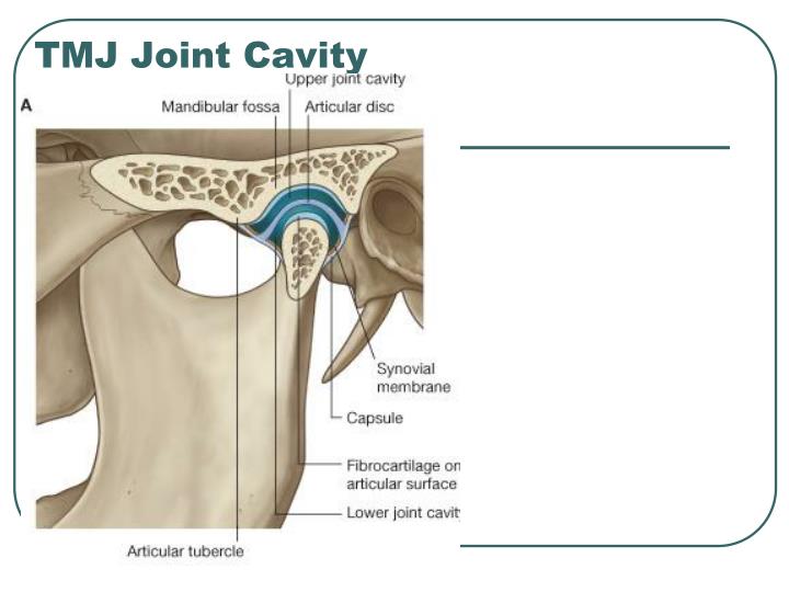 PPT - Temporomandibular joint and Muscles of Mastication Dr. Sama ul ...