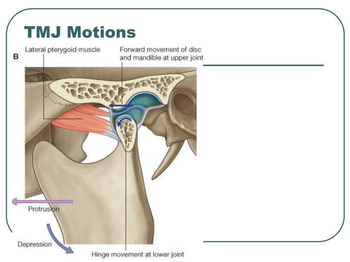 PPT - Temporomandibular joint and Muscles of Mastication Dr. Sama ul ...