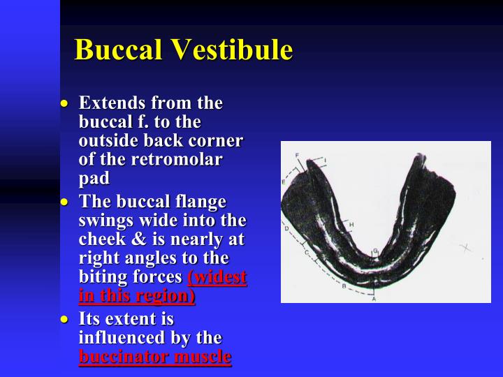 PPT - Anatomy of Mandibular Denture Bearing Area PowerPoint ...