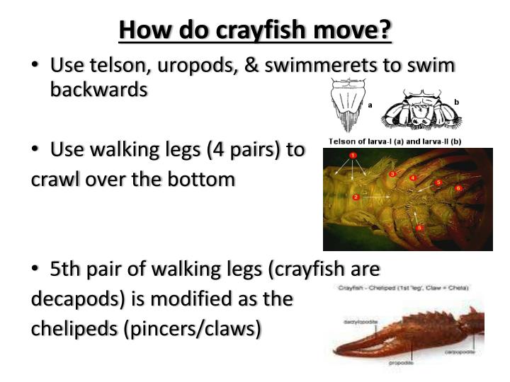 PPT - Crayfish Prelab PowerPoint Presentation - ID:1444834