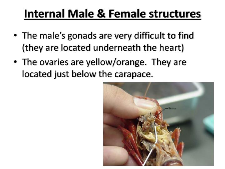 PPT - Crayfish Prelab PowerPoint Presentation - ID:1444834