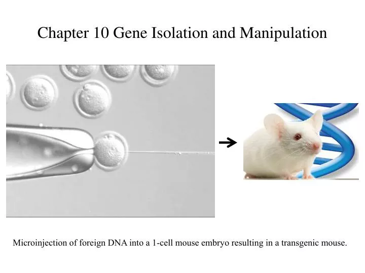 PPT - Chapter 10 Gene Isolation and Manipulation PowerPoint ...