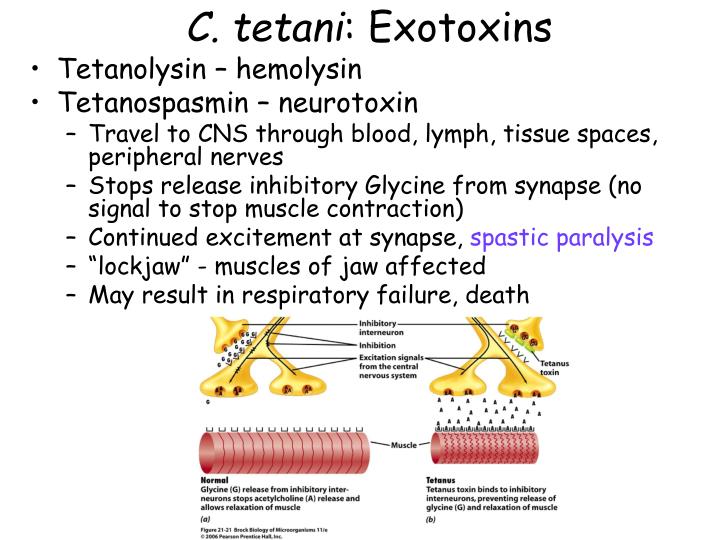 PPT - The Anaerobes PowerPoint Presentation - ID:1445854