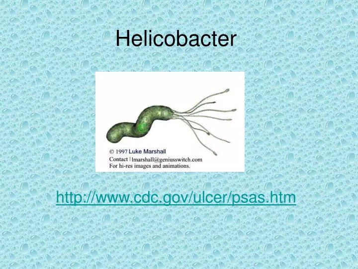 PPT - Helicobacter PowerPoint Presentation, free download - ID:1445883