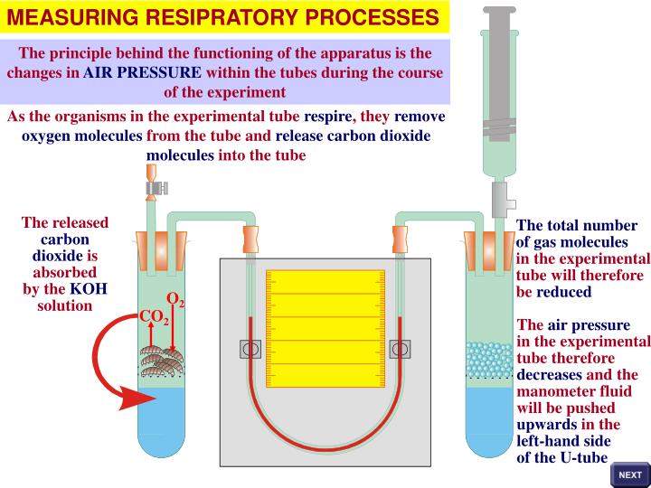 PPT - The Respiratory Quotient or RQ value is a measure of the ratio of ...