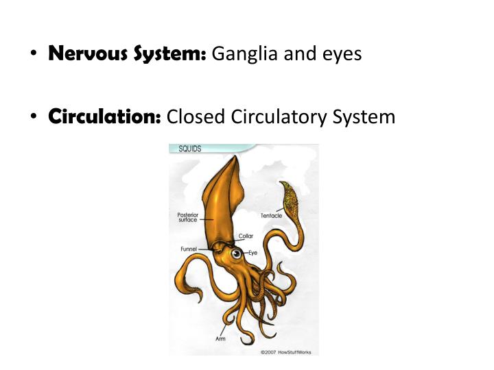 PPT - Squid Anatomy PowerPoint Presentation - ID:1446124