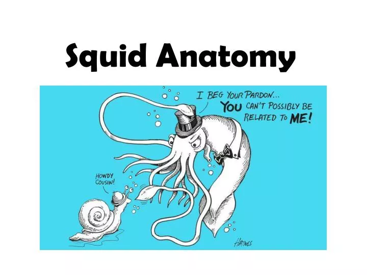 PPT - Squid Anatomy PowerPoint Presentation, free download - ID:1446124