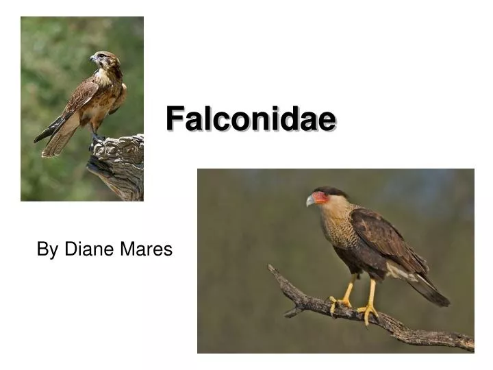 PPT - Falconidae PowerPoint Presentation, free download - ID:1446603