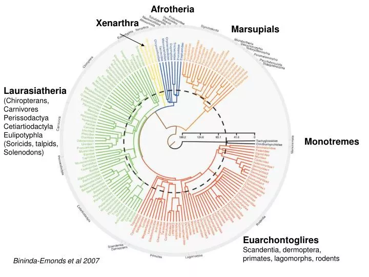 PPT - Monotremes PowerPoint Presentation, free download - ID:1447988