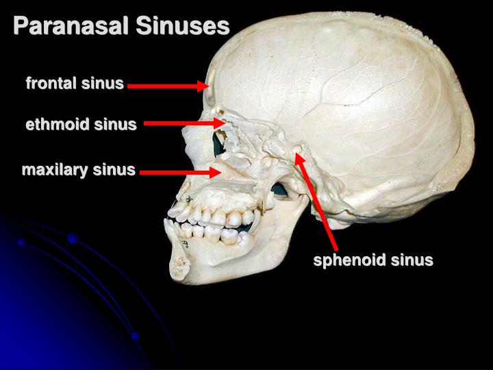 PPT - SKULL TUTORIAL PowerPoint Presentation - ID:1448849