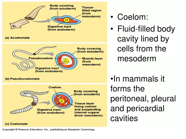 PPT - Coelom: Fluid-filled body cavity lined by cells from the mesoderm ...