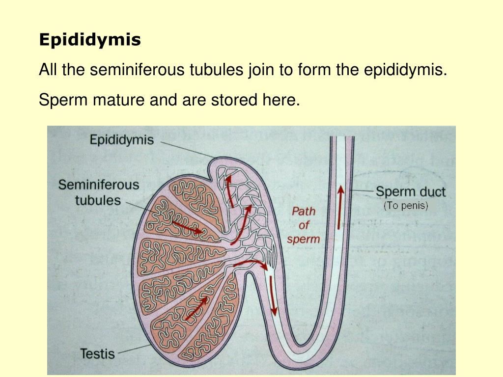 PPT - Sexual Reproduction in the Human PowerPoint Presentation, free ...