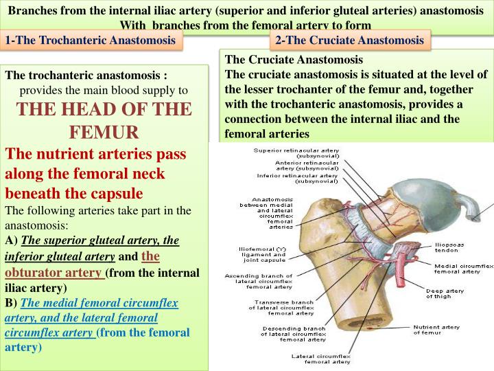 PPT - Gluteal region PowerPoint Presentation - ID:1450008