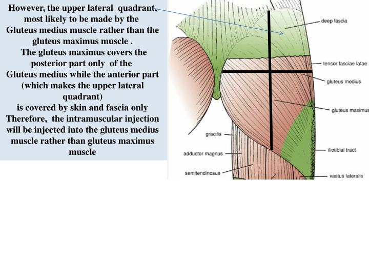 PPT - Gluteal region PowerPoint Presentation - ID:1450008