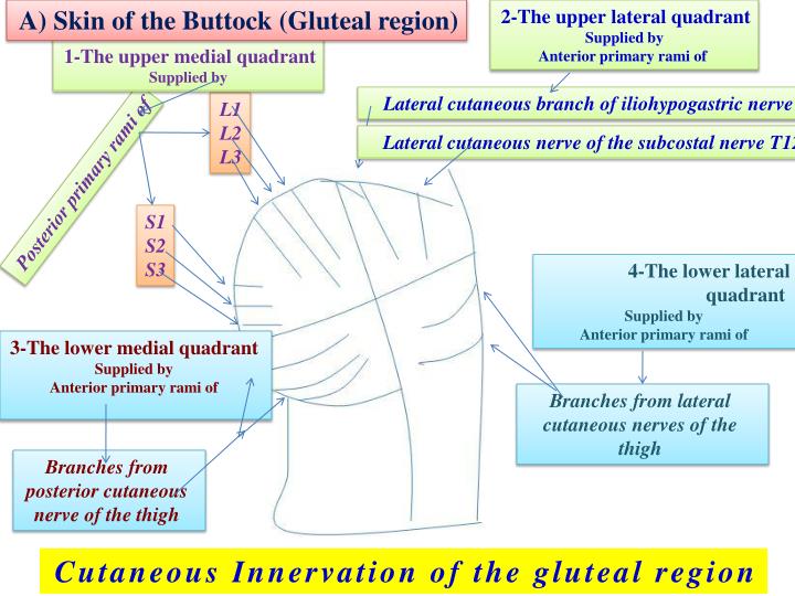 PPT - Gluteal region PowerPoint Presentation - ID:1450008