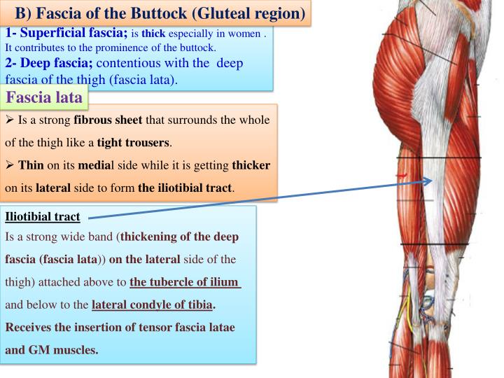 PPT - Gluteal region PowerPoint Presentation - ID:1450008