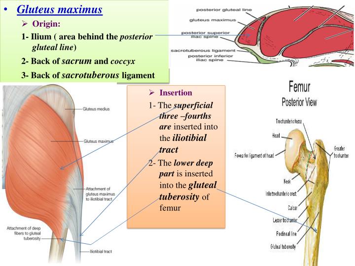 PPT - Gluteal region PowerPoint Presentation - ID:1450008