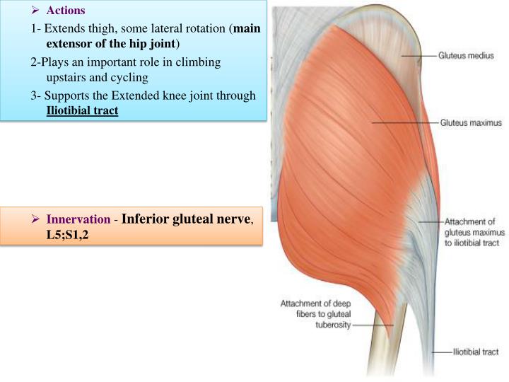 PPT - Gluteal region PowerPoint Presentation - ID:1450008