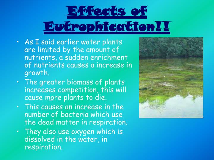 PPT - Eutrophication PowerPoint Presentation - ID:1450145