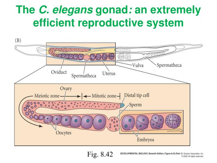 PPT - Caenorhabditis elegans (C. elegans) An elegant worm PowerPoint ...
