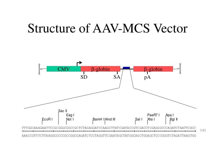 PPT - Structure of AAV-MCS Vector PowerPoint Presentation, free ...