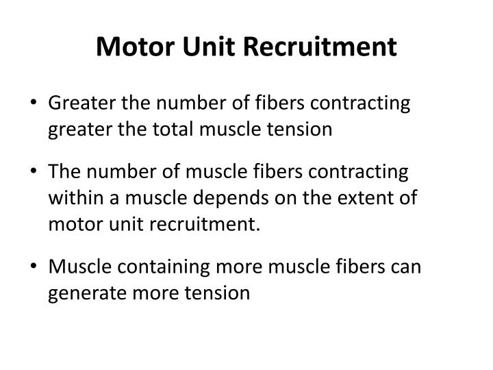 PPT - Skeletal Muscle Mechanics PowerPoint Presentation - ID:1451292