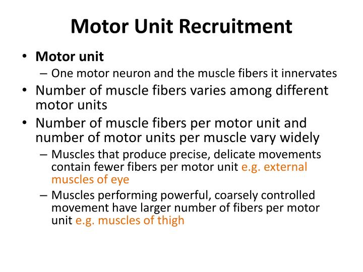 PPT - Skeletal Muscle Mechanics PowerPoint Presentation - ID:1451292