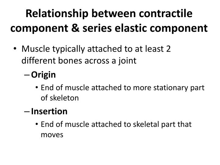 PPT - Skeletal Muscle Mechanics PowerPoint Presentation - ID:1451292