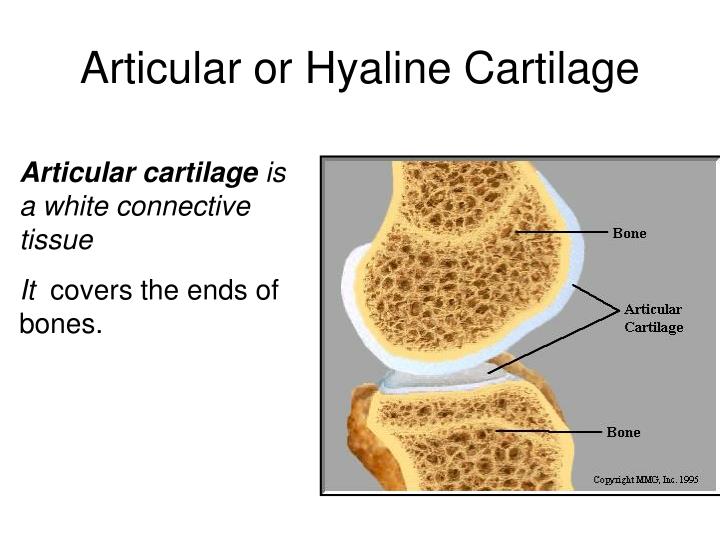 PPT - The Biomechanics of Human Skeletal Articulations PowerPoint ...
