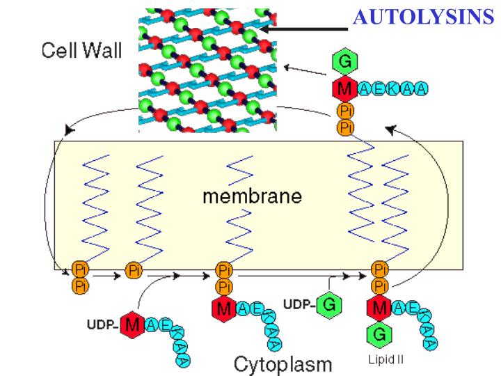 PPT - MECHANISMS OF ACTION OF ANTIBIOTICS PowerPoint Presentation - ID ...