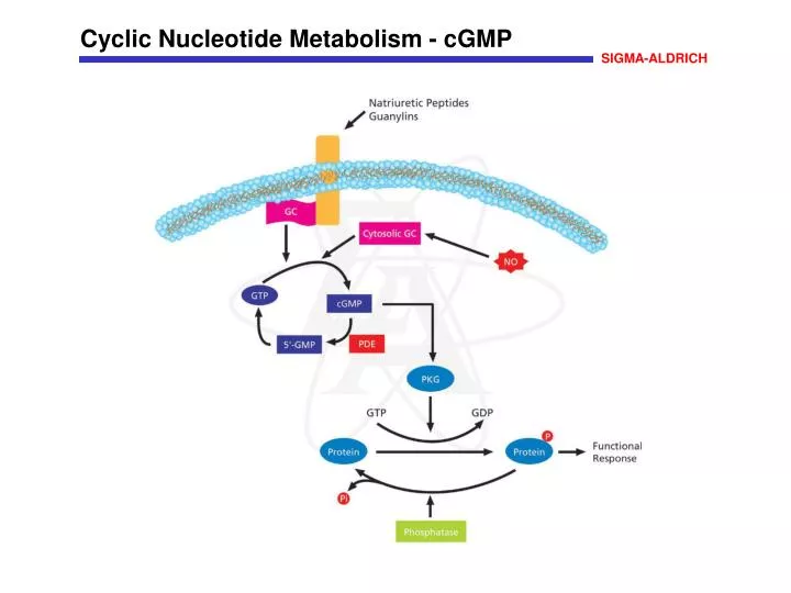 PPT - Cyclic Nucleotide Metabolism - cGMP PowerPoint Presentation, free ...