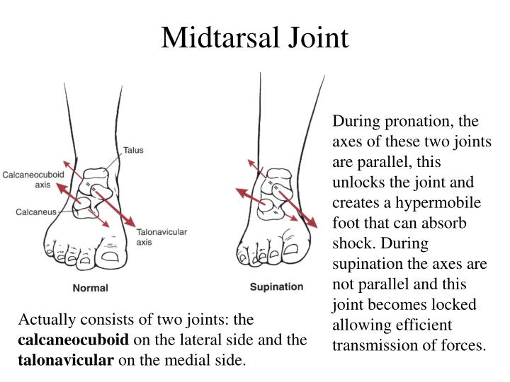 PPT - Midtarsal joint between calcaneus and cuboid on lateral side ...