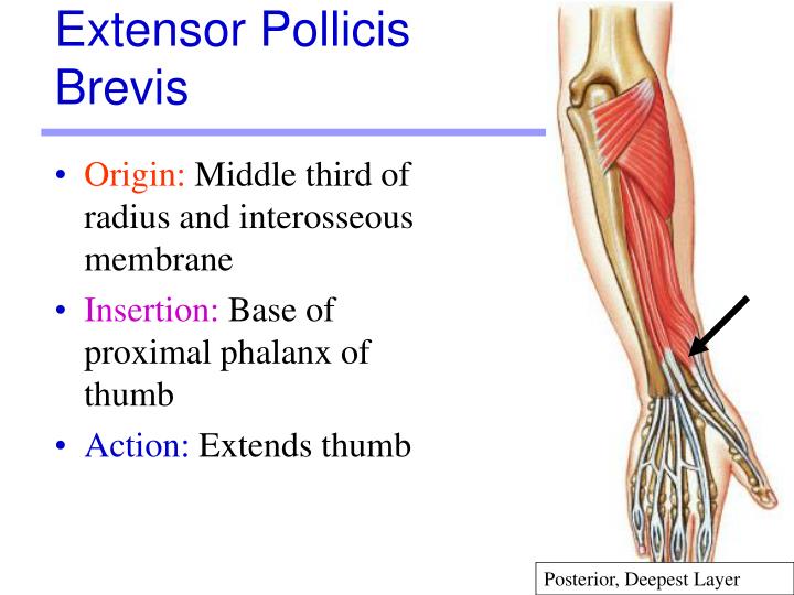 PPT - Lab Activity 11: Group II PowerPoint Presentation - ID:1451491
