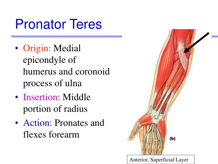 PPT - Lab Activity 11: Group II PowerPoint Presentation - ID:1451491