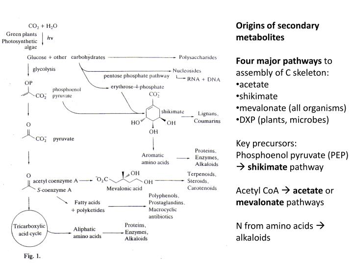 PPT - Primary and Secondary Metabolites PowerPoint Presentation - ID ...
