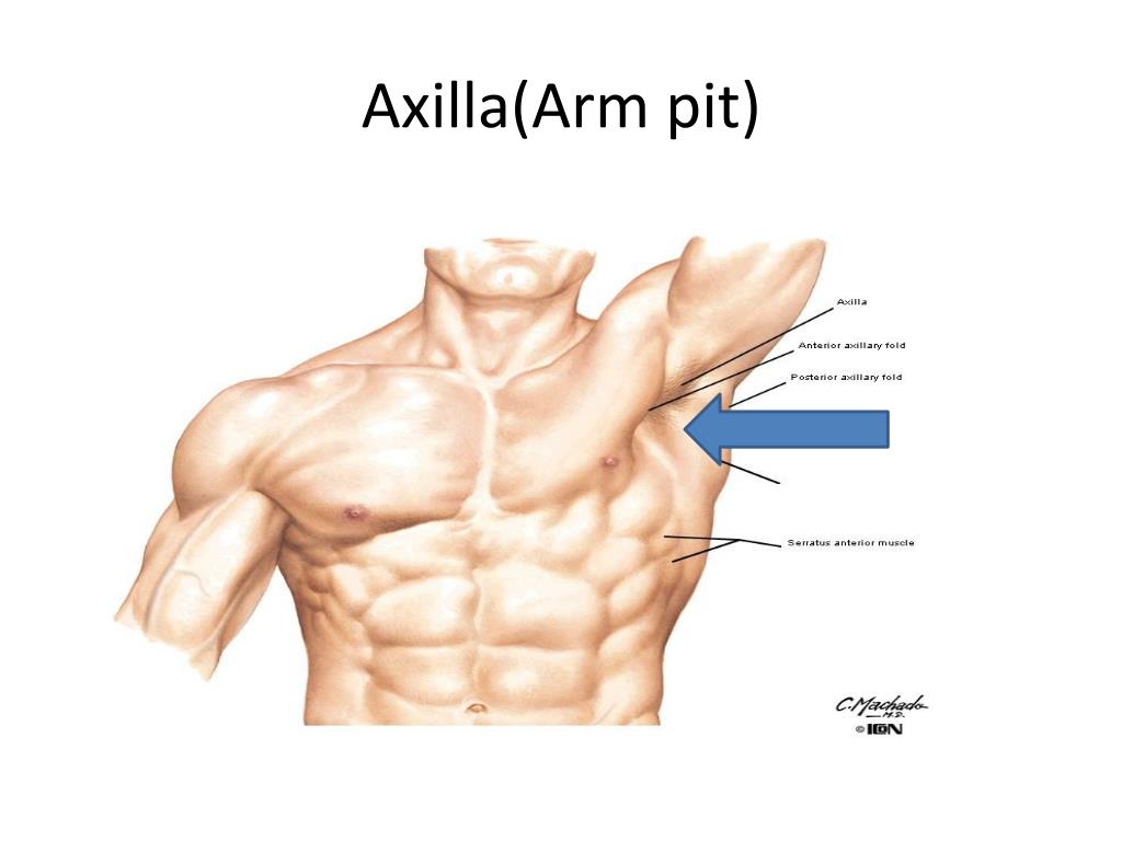 PPT Anatomy Of The Axilla PowerPoint Presentation Free Download ID PPT Anatomy Of The Axilla PowerPoint Presentation Free Download ID