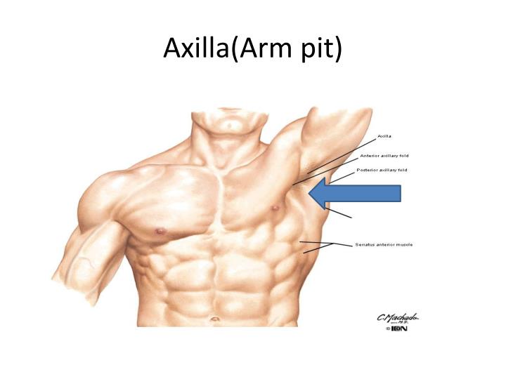 PPT - Anatomy of the Axilla PowerPoint Presentation - ID:1451798