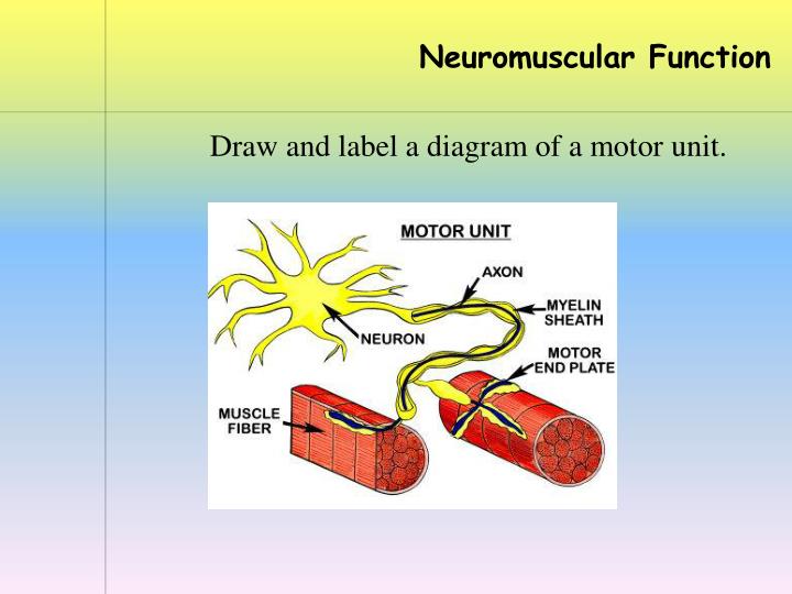 PPT - Neuromuscular Function PowerPoint Presentation - ID:1451877