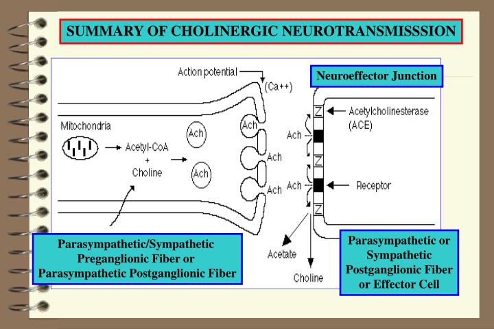 PPT - INTRODUCTION TO AUTONOMIC PHARMACOLOGY: Part III Mechanism of ...