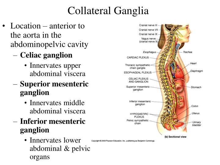 PPT - The Autonomic Nervous System PowerPoint Presentation - ID:1452191