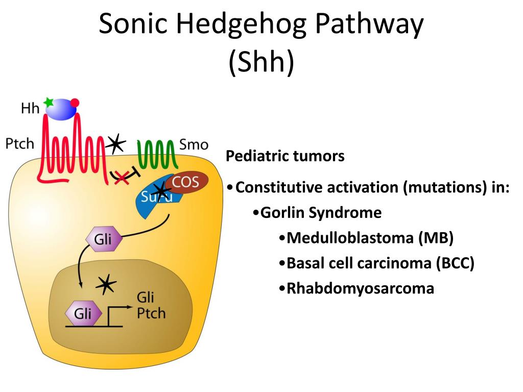 PPT - Perspectives from a Clinical Investigator PowerPoint Presentation ...