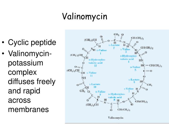 PPT - Membrane Transport PowerPoint Presentation - ID:1452557