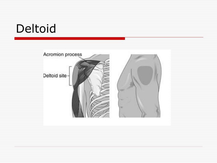 PPT - Intramuscular Injection PowerPoint Presentation - ID:1452695